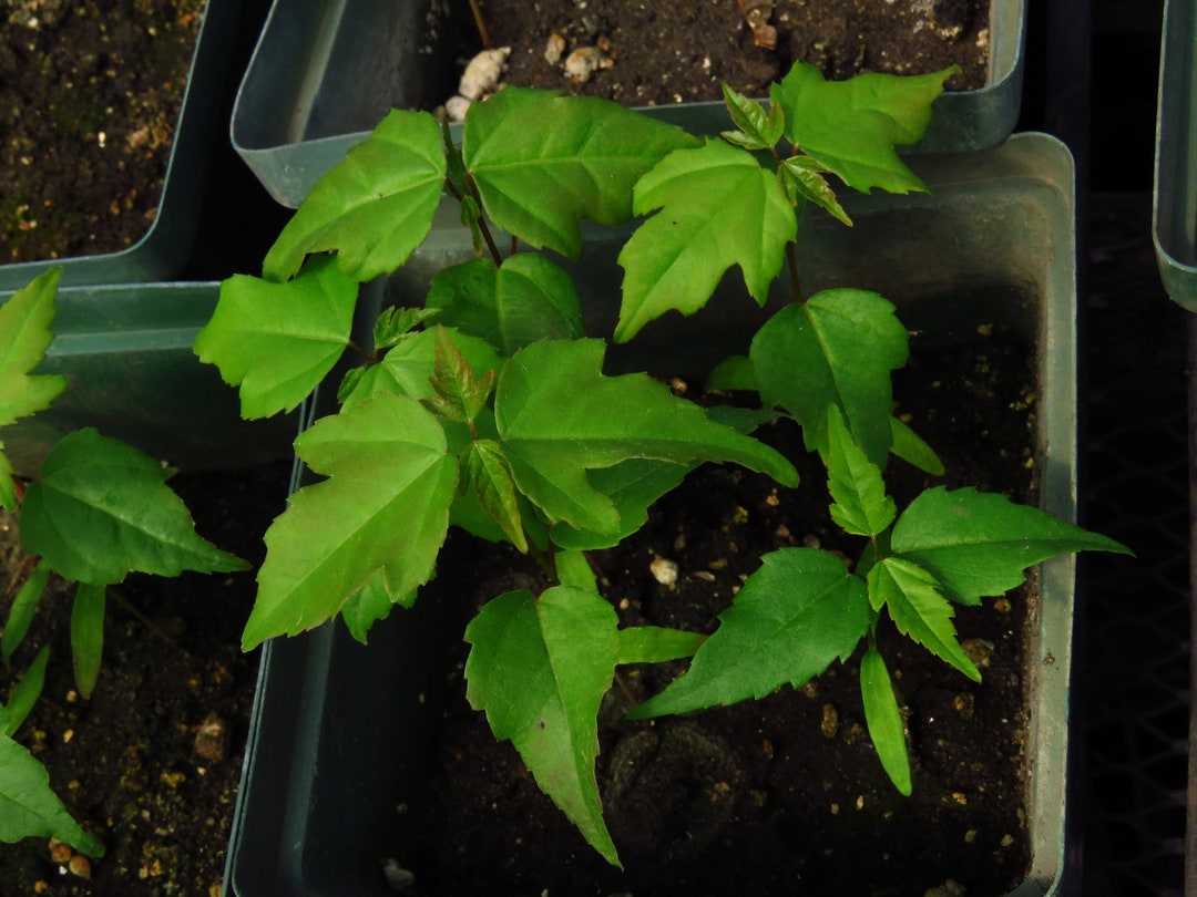 4 Trident Maple Seedling Trees Acer Buergerianum for Bonsai or Yard ...