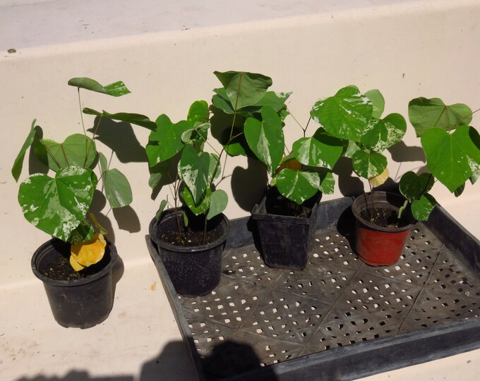 3 Variegated "whitewater" Cercis Canadensis Redbud Tree Seedlings - Etsy