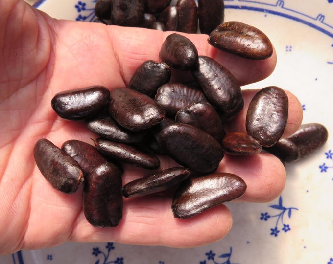 20 Fresh Pawpaw Seeds Indiana Banana Asimina Triloba Wild Native Fruit ...