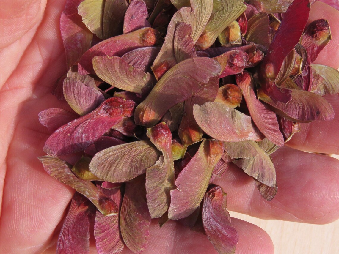 50 Fresh Acer Palmatum 'bloodgood' Red Leaf Japanese Maple Tree Seeds ...