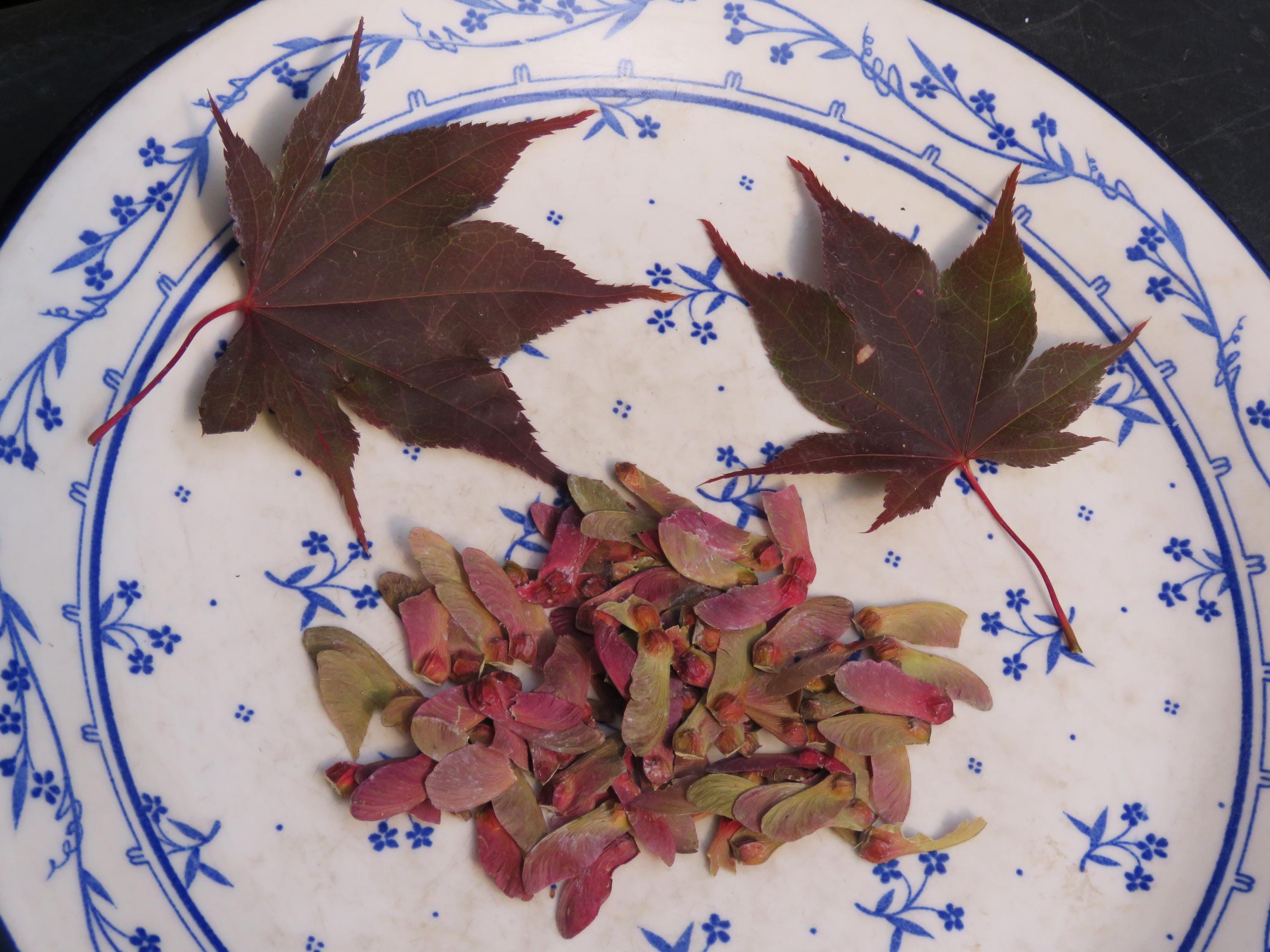 50 Fresh Acer Palmatum 'bloodgood' Red Leaf Japanese Maple Tree Seeds ...