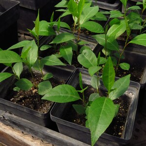 3 Wild Black Cherry Tree Seedlings Prunus Serotina Native Hardwood - Etsy