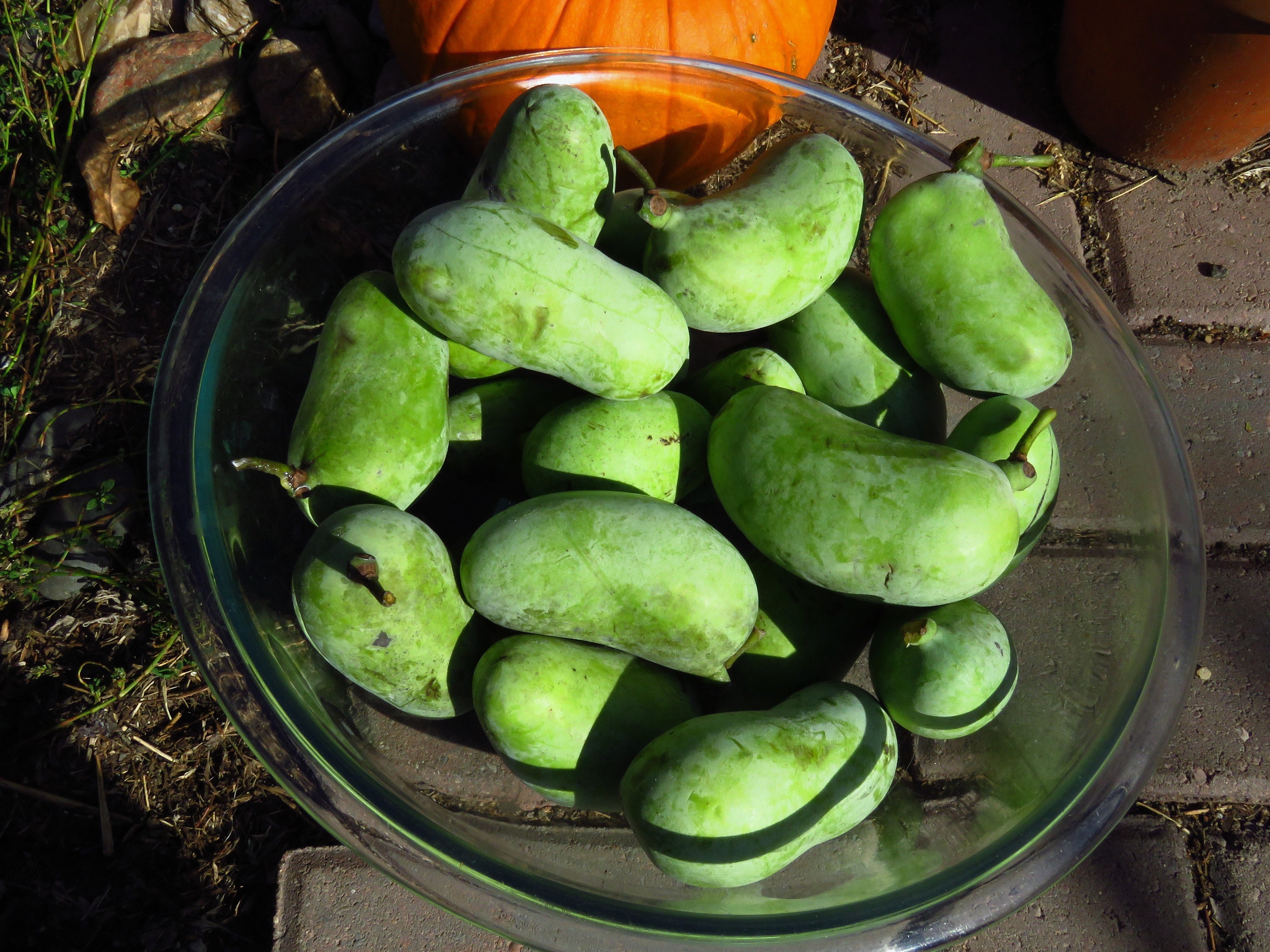 20 Fresh Pawpaw Seeds Indiana Banana Asimina Triloba Wild Native Fruit ...
