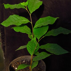 2 Larger Pawpaw Asimina Triloba Seedling Trees Indiana Banana Delicious ...