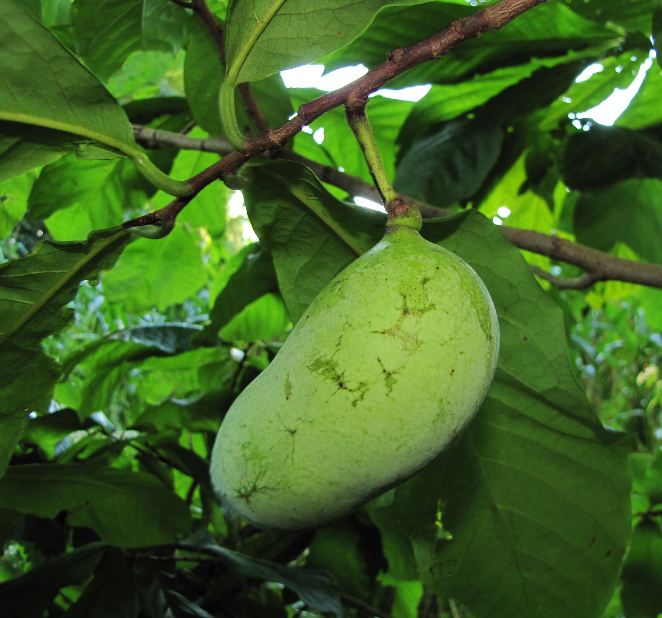 20 Fresh Pawpaw Seeds Indiana Banana Asimina Triloba Wild Native Fruit ...