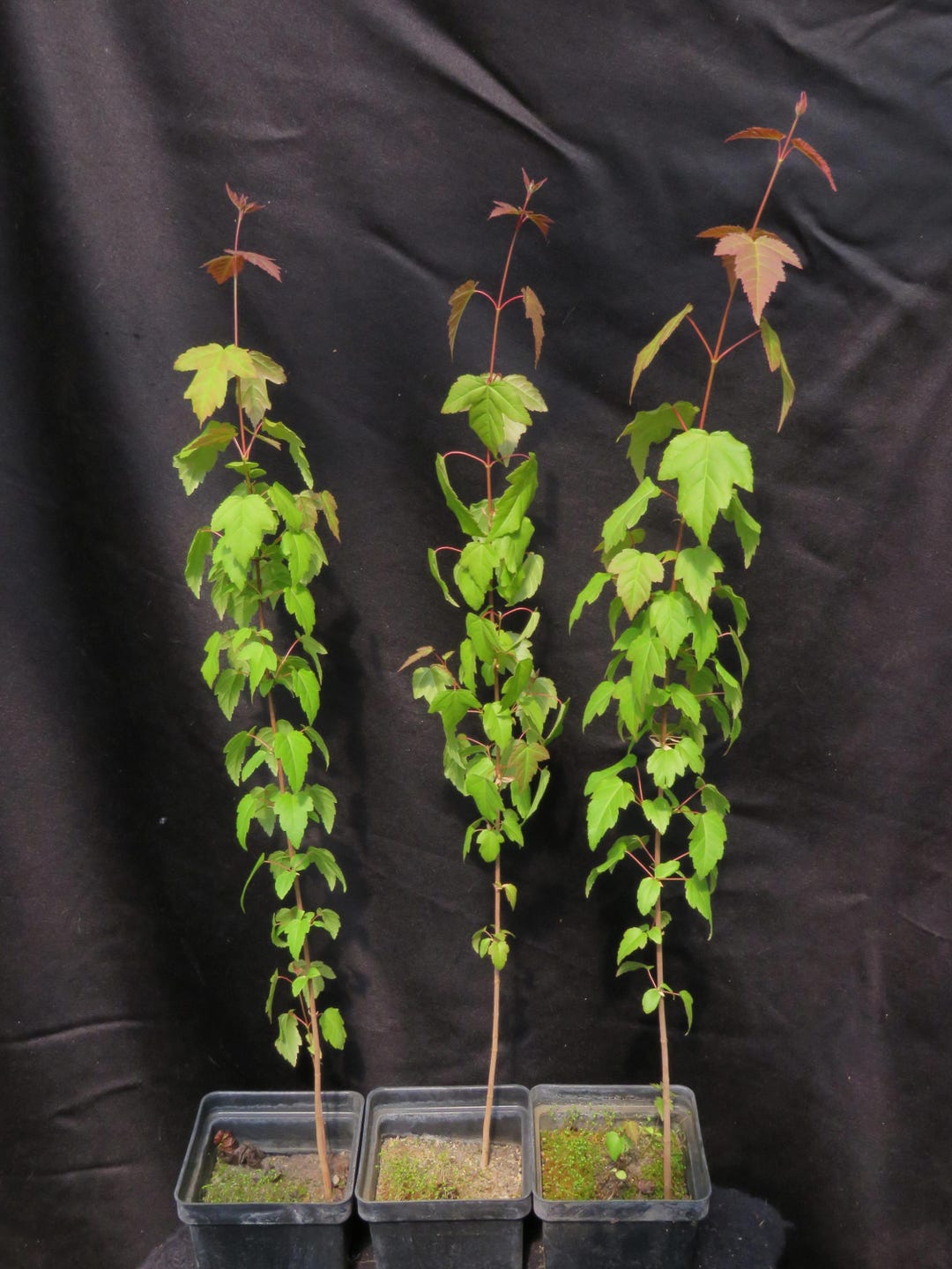 2 Amur Maple Acer Ginnala Sapling Trees 21-27 Inches Tall Intense Red ...