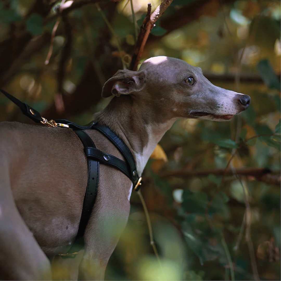 Soft Leather Pet Harness Custom Adjustable and Comfortable Harness ...