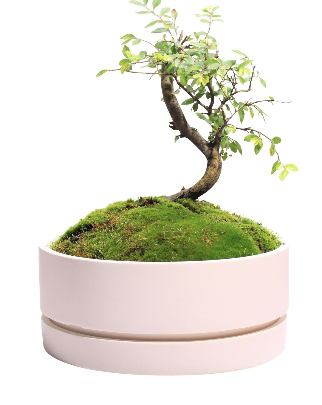 Bonsai Pot, Concrete Pot, Plaster Pot, Oval Pot, Low Pot, Pot With ...