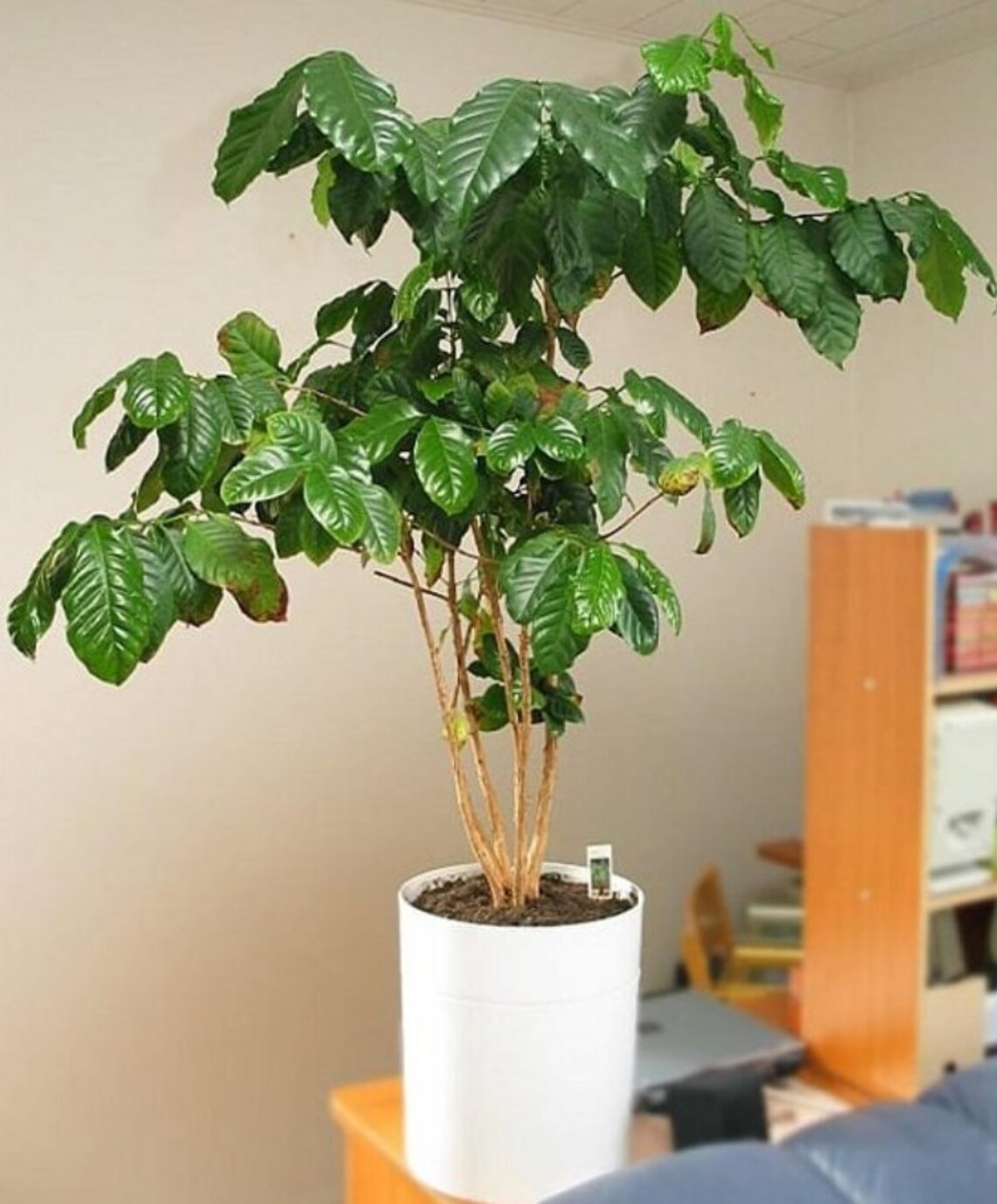 Coffee Arabica Plant Coffea Arabica Nana Live Plant Coffee | Etsy