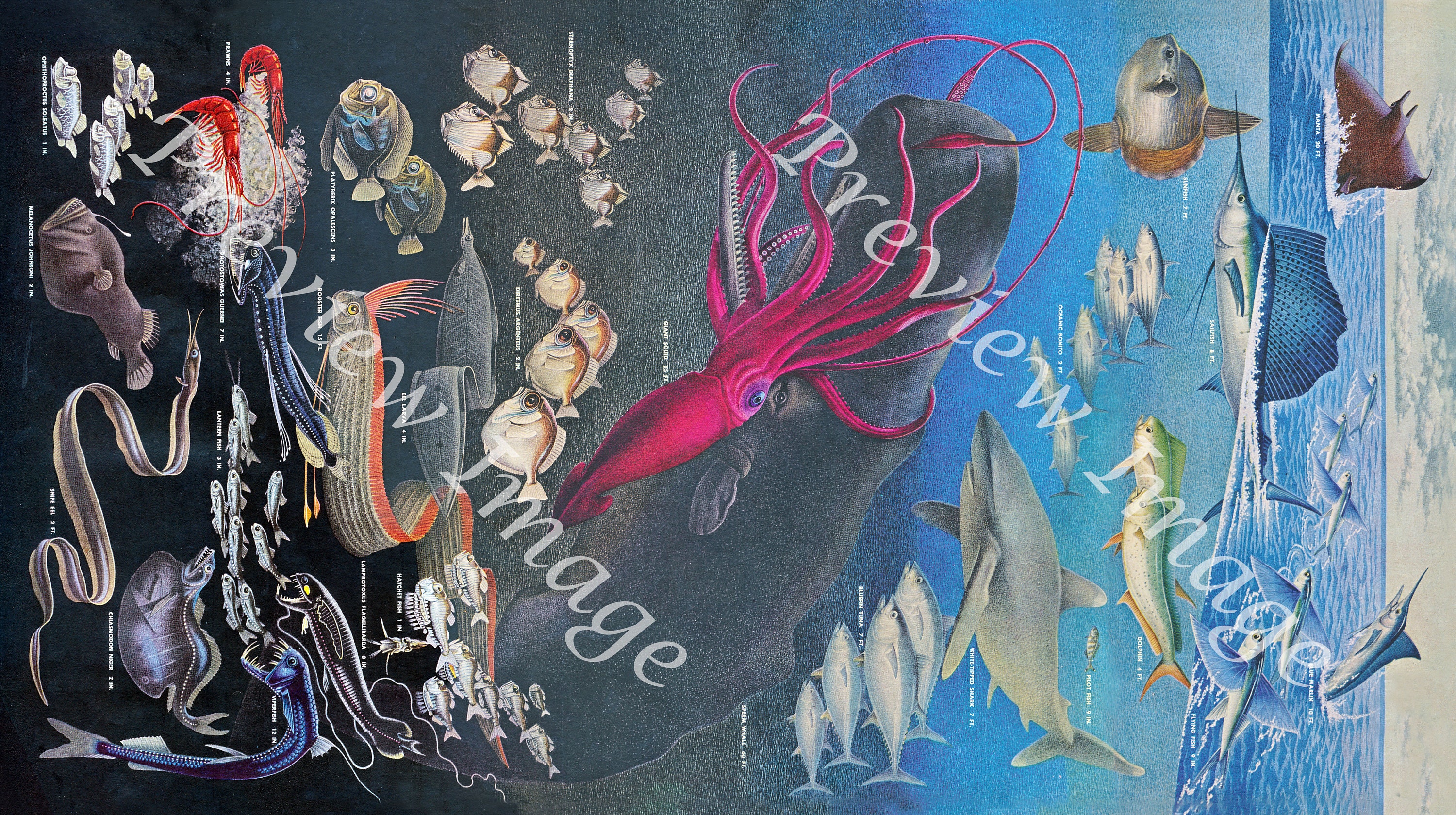 Ocean Marine Life Collage Stock Photo, Journaling, Printable Collage ...