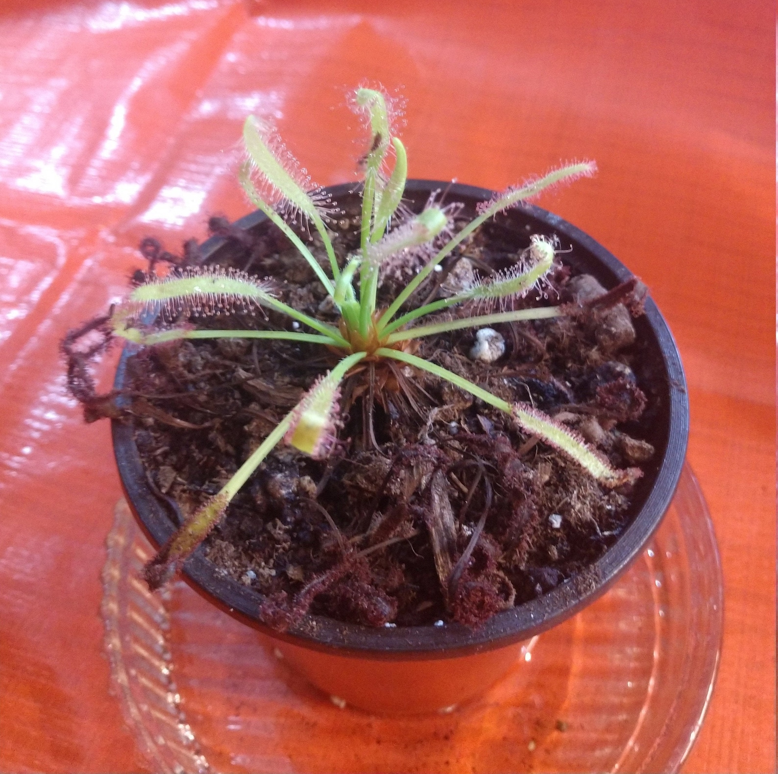 Cape Sundew Seeds - Drosera Capensis *with Digital Germination and Care ...