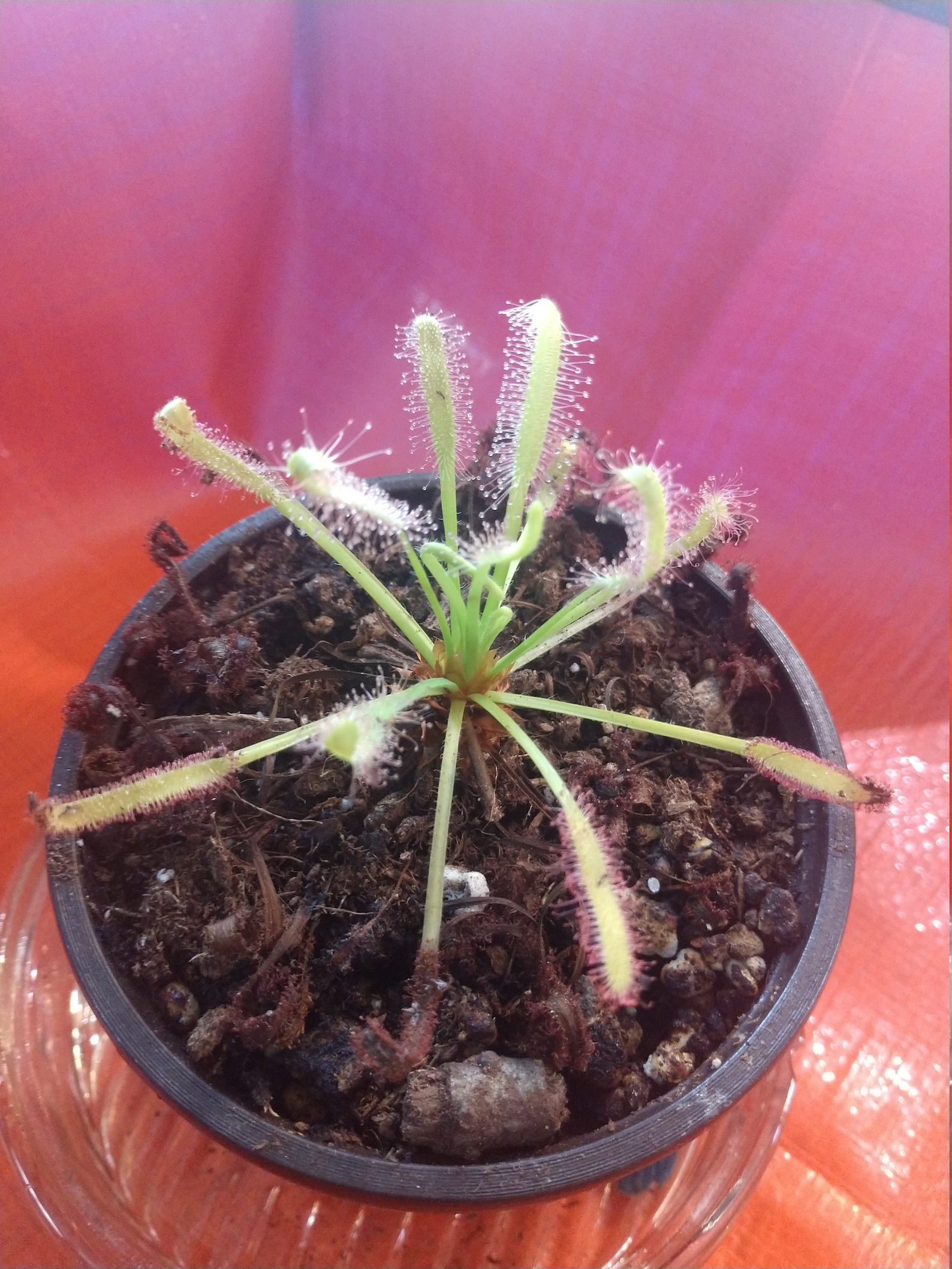 Cape Sundew Seeds Drosera Capensis with Digital Germination and Care ...
