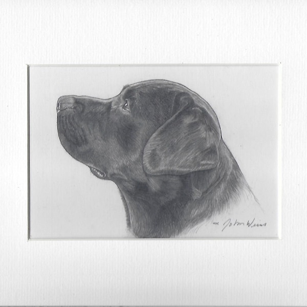 Black Lab Pencil Drawing - Etsy