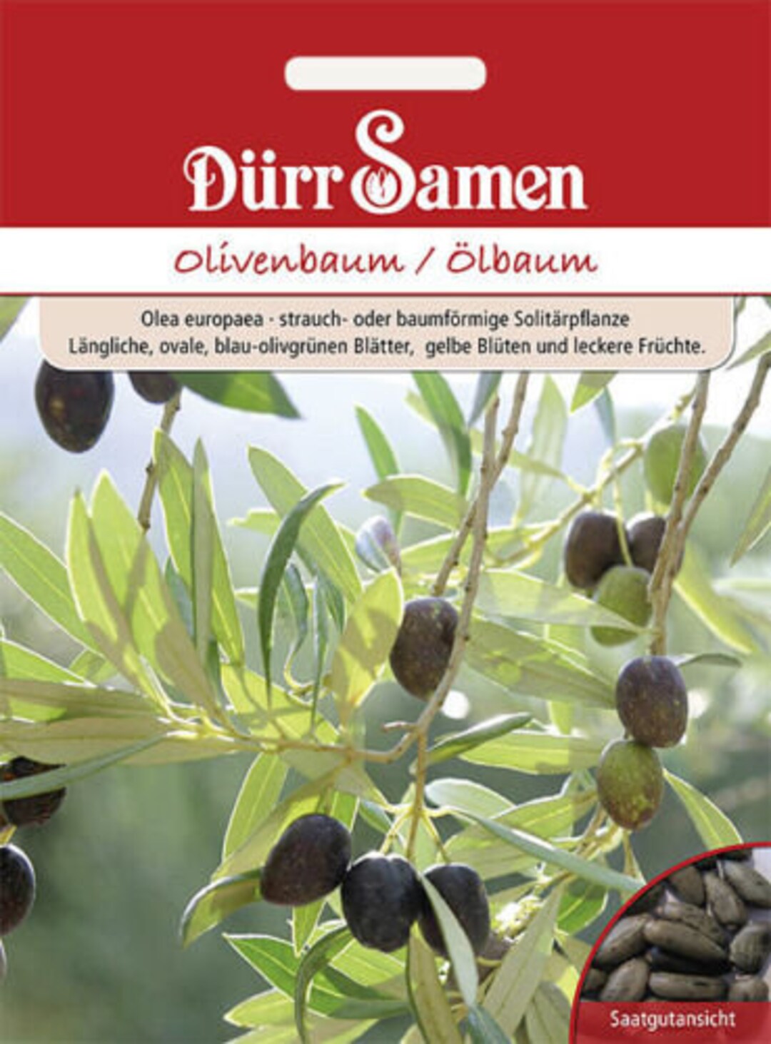 Olive Tree / Olive Tree Olive Seeds Seeds About 8 Seeds - Etsy Canada
