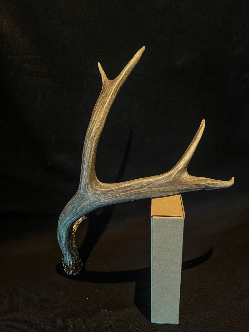 Very Brown Mule Deer Antler. Craft Antler, Deer Horn, Decoration, Art ...
