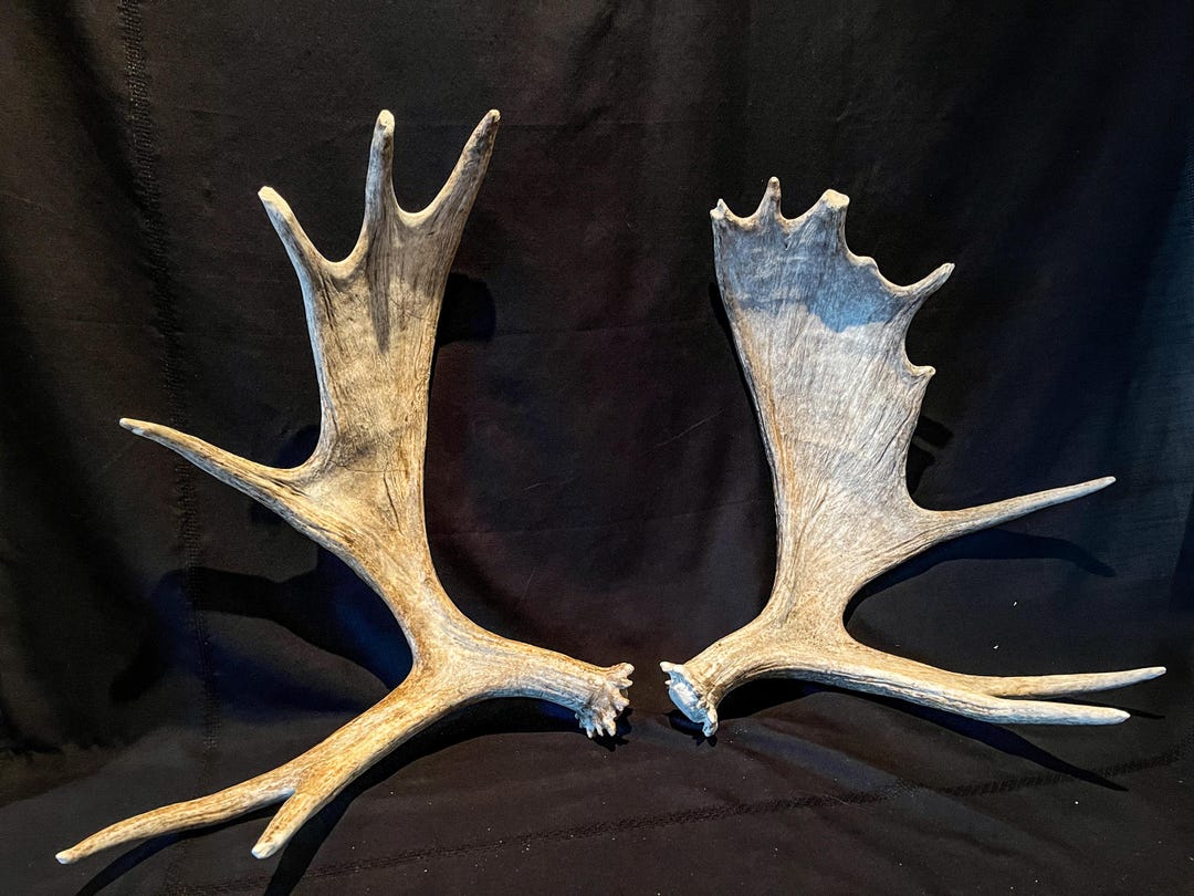 Moose Antlers. Matching Canadian Bull Moose Antler Set. Decor. Wall ...