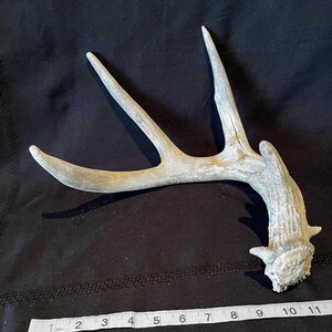 Deer Antler - White White-tailed Deer Antler. Weathered, Rustic Decor ...