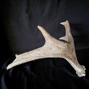 Bull Moose Antler. Medium Sized. for Crafting, Decor and More - Etsy