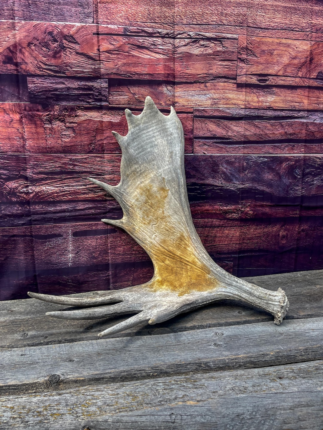 Large Bull Moose Antler. Extra Large - “super Sized” Antler for ...