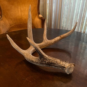 Deer Antler - Giant White-tailed Deer Antler. Massive and Fresh ...