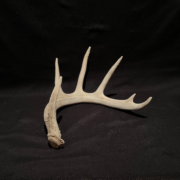 Antler Point - Etsy