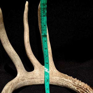 Deer Antlers - Fresh White-tailed Deer Matching Set. Canadian Buck ...