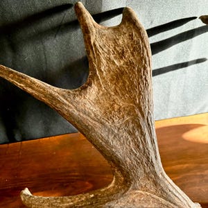 Moose Antler Pair. Medium Sized Canadian Moose Antlers - for Crafting ...