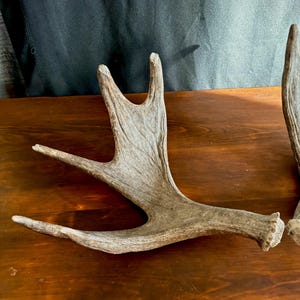 Moose Antler Pair. Medium Sized Canadian Moose Antlers - for Crafting ...