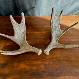 Moose Antler Pair. Medium Sized Canadian Moose Antlers - for Crafting ...