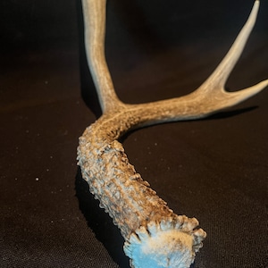 Mule Deer Antler. Beautiful Rustic Decor Item. Elegant and Fresh Antler ...