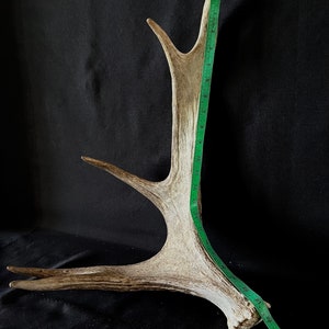 Bull Moose Antler. Medium Sized. for Crafting, Decor and More - Etsy