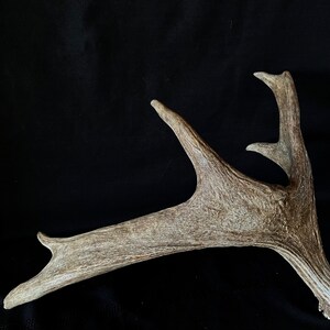 Bull Moose Antler. Medium Sized. for Crafting, Decor and More - Etsy