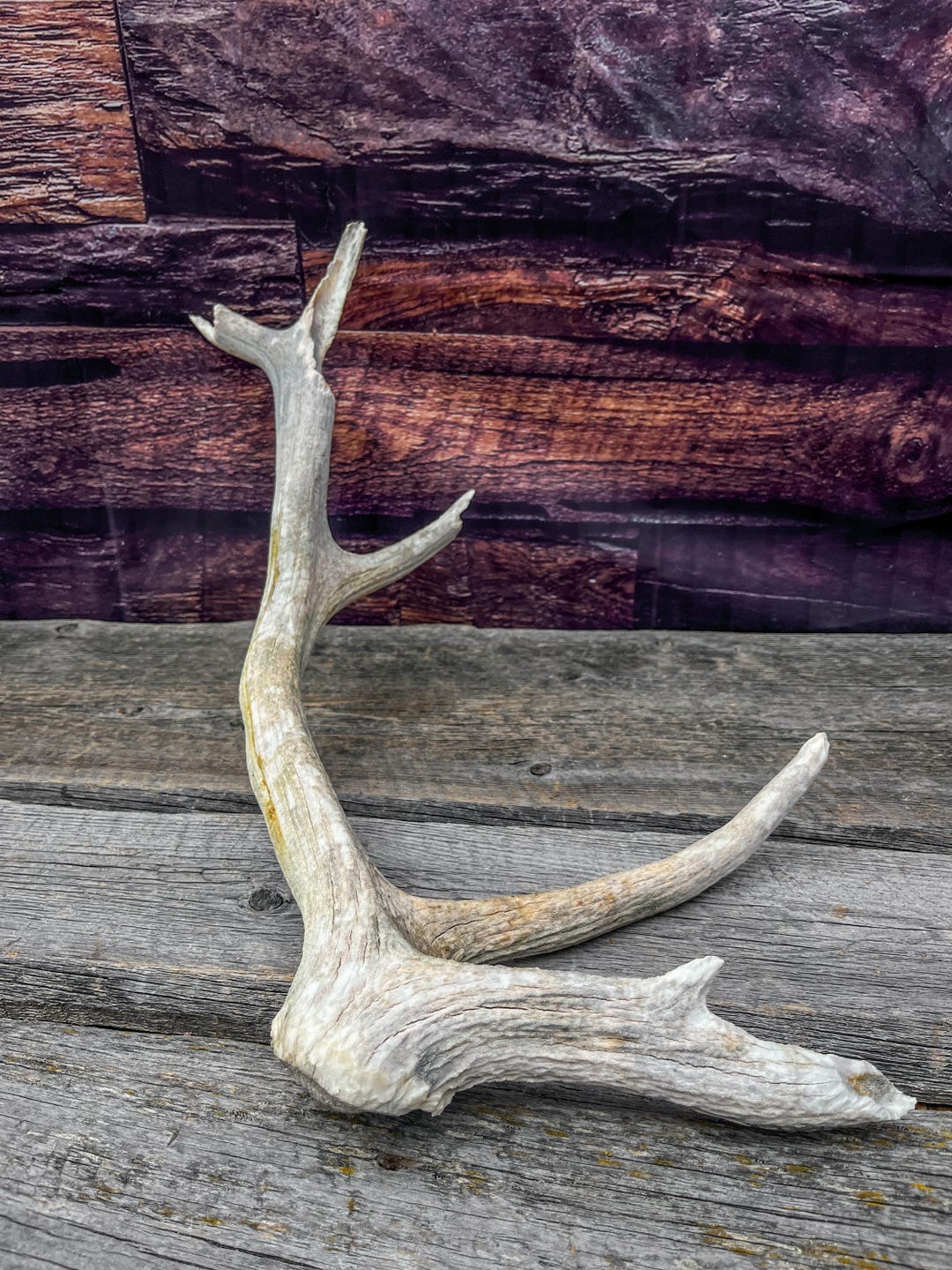 Rustic Wild Canadian Bull Elk Antler! Home and Cabin Decor, Crafting ...