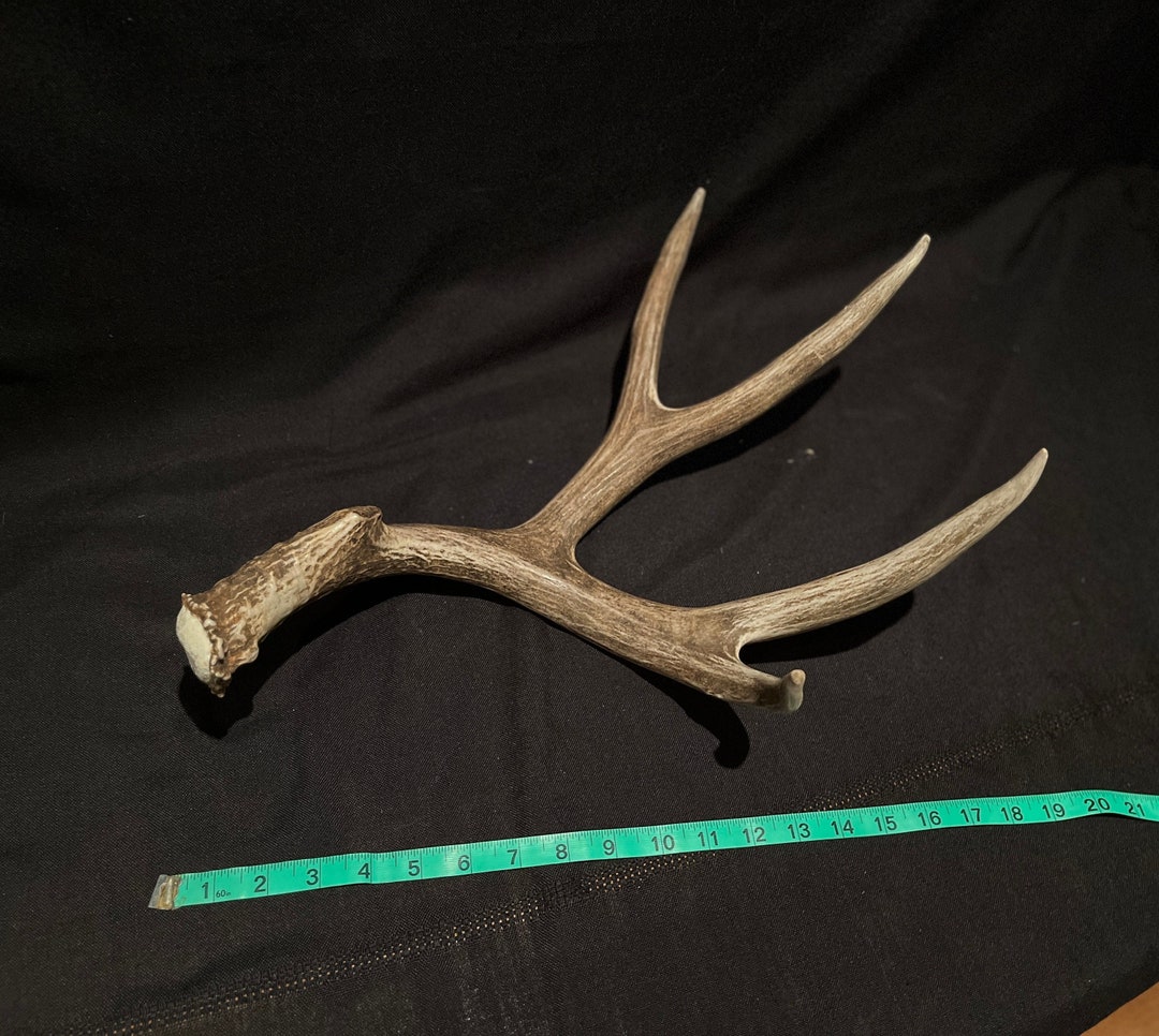 Perfect Mule Deer Antler. Extremely Fresh Find. Crafting, Decor, Art ...