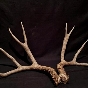 Large Mule Deer Antlers. Classic Canadian, Trophy Size Deer Antlers - Etsy