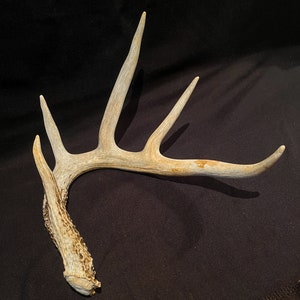 Deer Antler - Giant White-tailed Deer Antler. Massive and Fresh ...