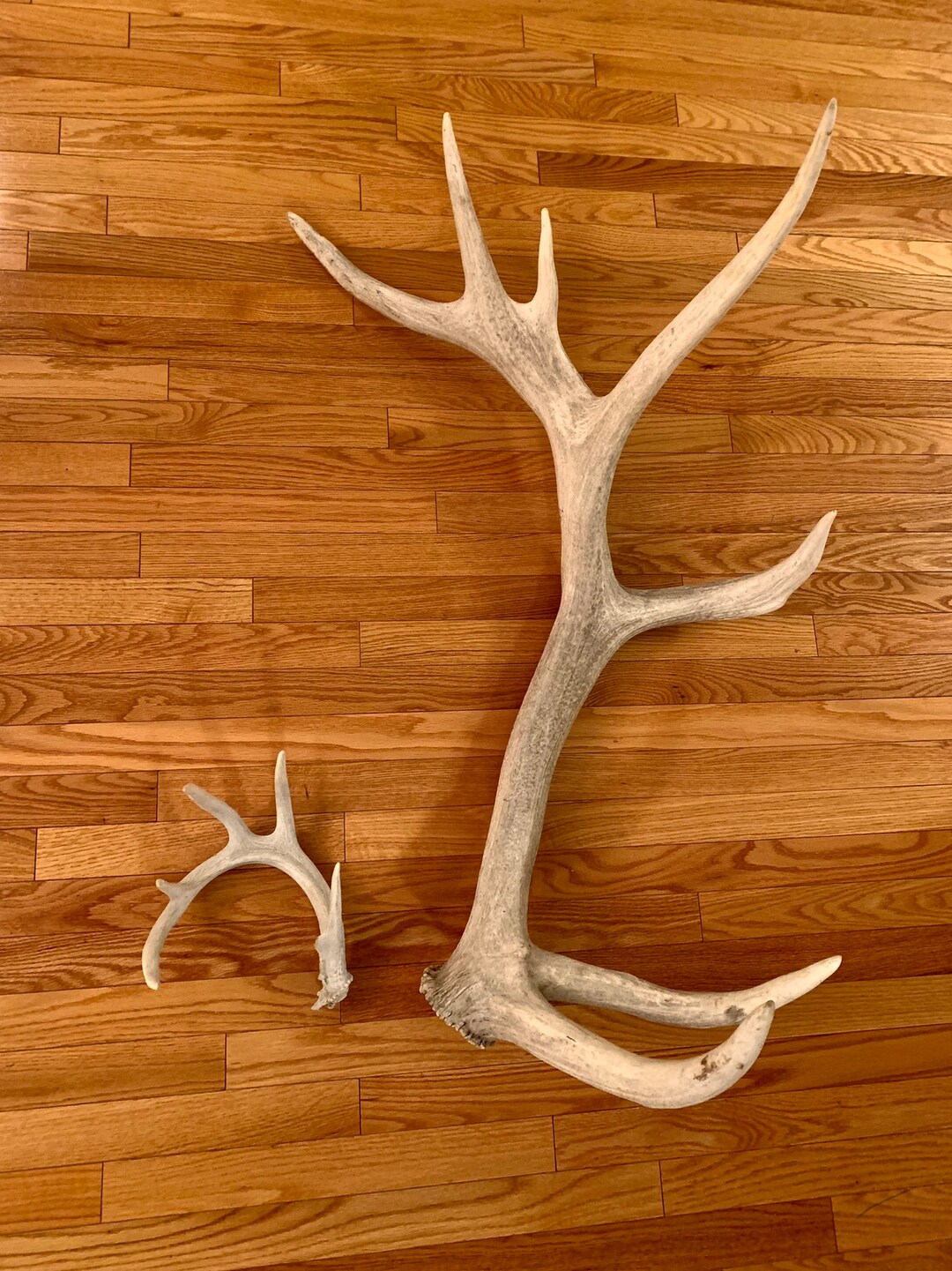 Elk Antler. Wild Natural Shed From a Canadian Bull Elk. Incredibly Rare ...
