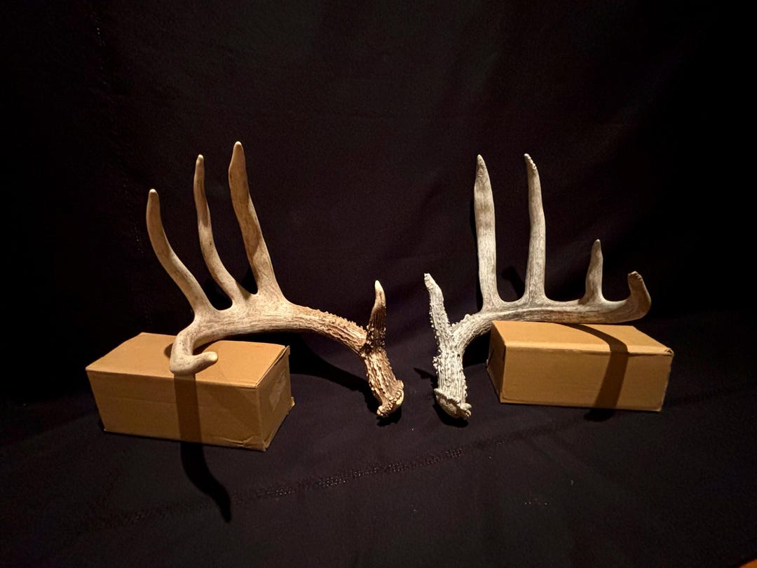 Deer Antlers - Fresh White-tailed Deer Matching Set. Canadian Buck ...