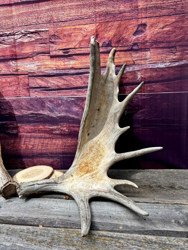 Enormous Alberta Moose Antler Set. Massive Antlers for Wall Decor ...