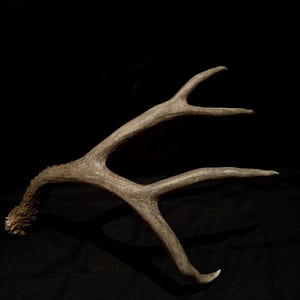 Large Mule Deer Antlers. Classic Canadian, Trophy Size Deer Antlers - Etsy