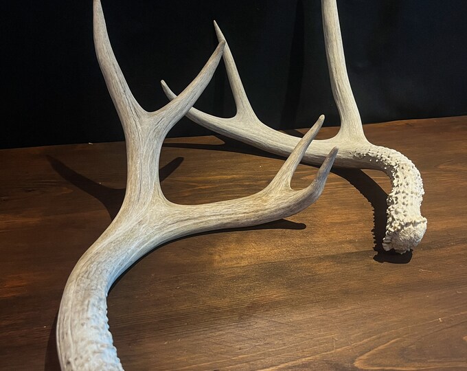 Pair of Canadian Mule Deer Antlers for Crafting, Decor, and More. - Etsy