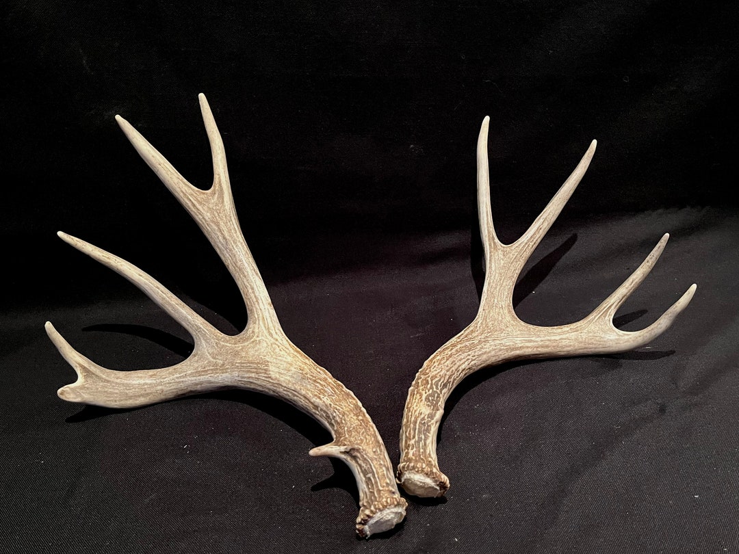 Deer Antlers! Mule Deer. Classic Northern Canada Mule Deer Antlers ...