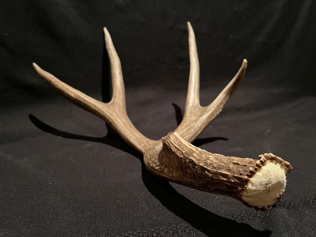 Mule Deer Antler. Extremely Fresh Find. Craft Antler, Deer Horn ...