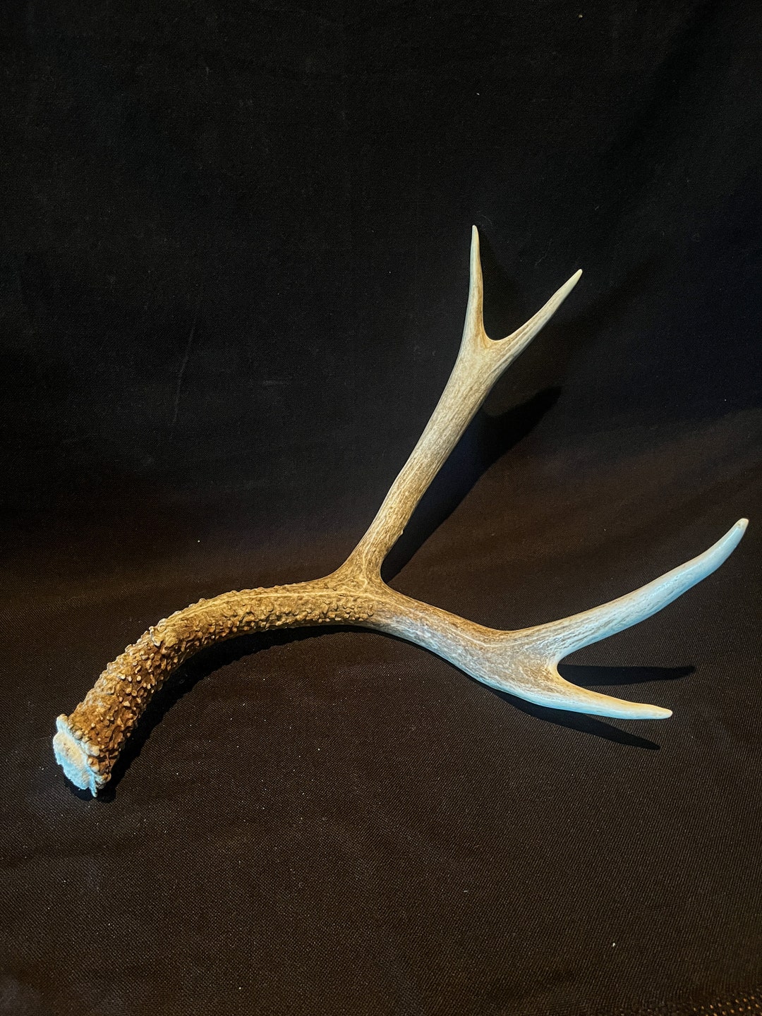 Mule Deer Antler. Beautiful Rustic Decor Item. Elegant and Fresh Antler ...