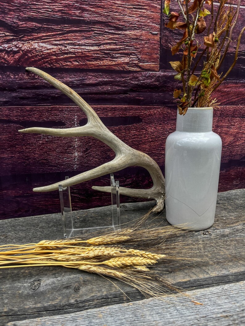 Deer Antler - Unique Mule Deer Antler. Crafting, Decor and More - Etsy