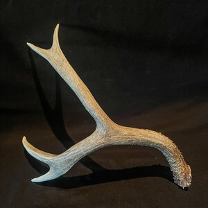 Mule Deer Antler. Beautiful Rustic Decor Item. Elegant and Fresh Antler ...