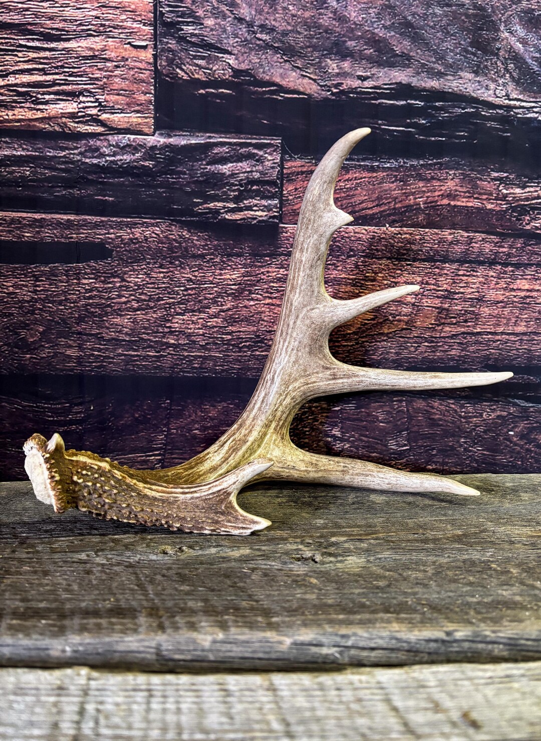 White-tailed Deer Antler - Large, Wild Canadian Antler for Decor ...