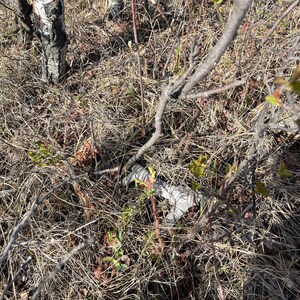 Deer Antler Giant White-tailed Deer Antler. Massive and Fresh. Wild ...