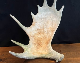 Moose Antlers - Etsy