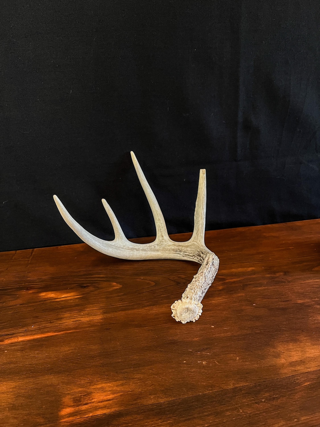 Deer Antler - White-tailed Deer Antler. Wild Antler for Decor, Design ...